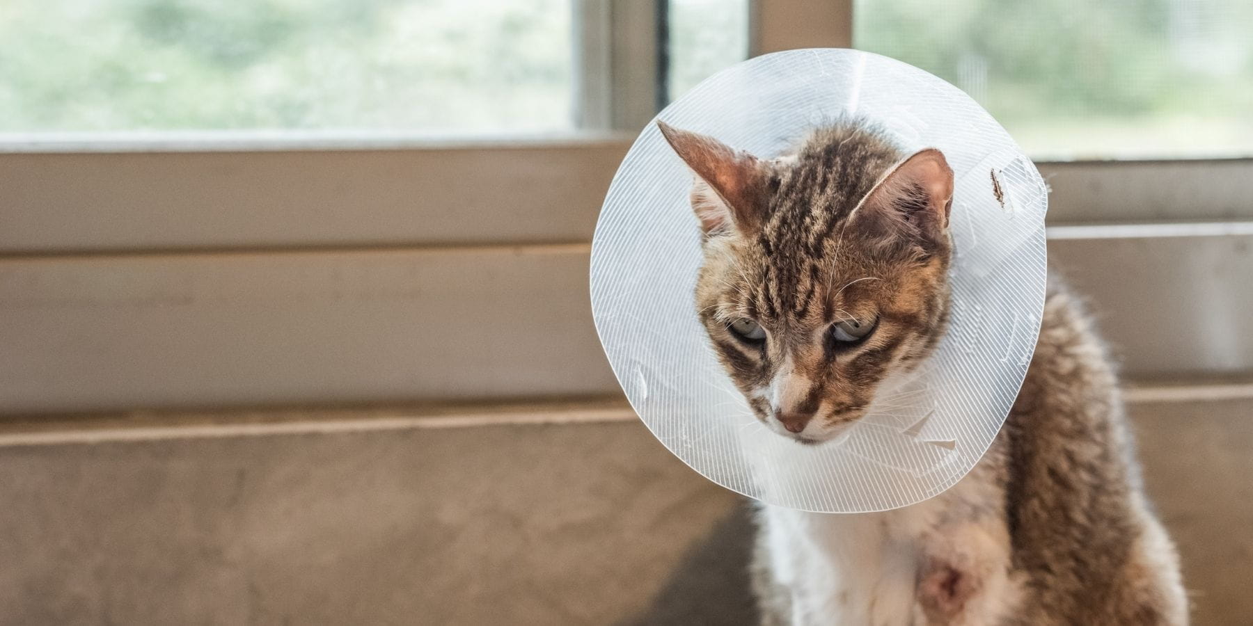 Surgery Consent Form | Hines Veterinary Group